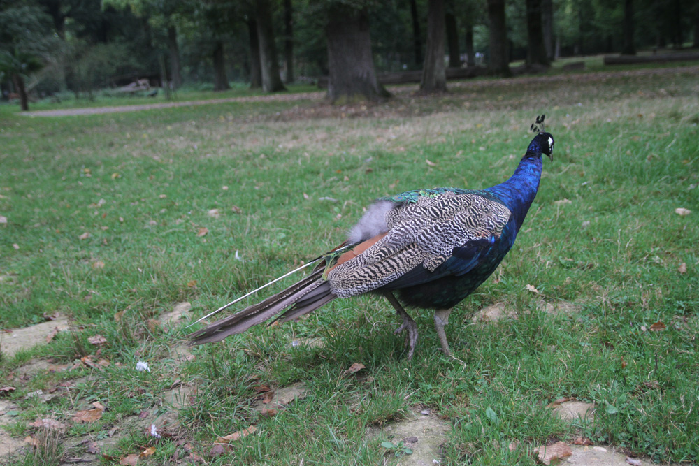 Espèces photographiées sur chaque site